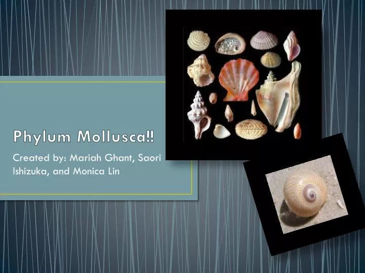 PPT - Phylum Mollusca!! PowerPoint Presentation, free download - ID:1999356