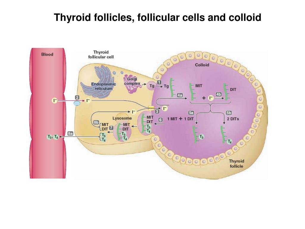 Ppt Thyroid Gland Powerpoint Presentation Free Download Id 1999859