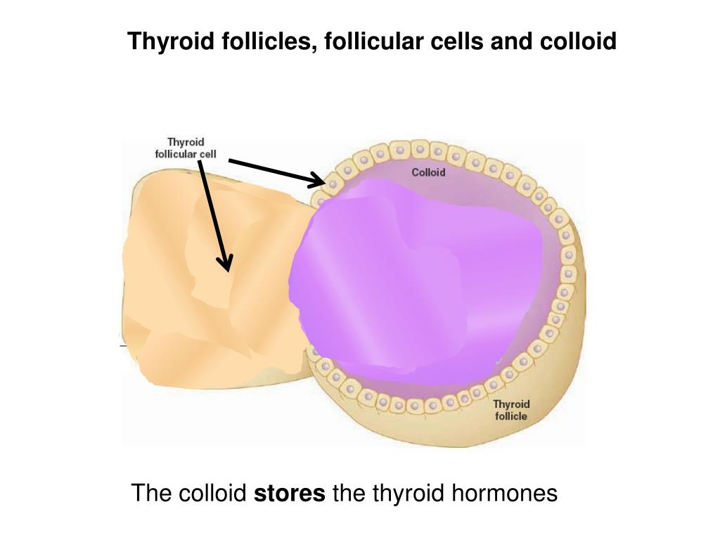 Ppt Thyroid Gland Powerpoint Presentation Free Download Id 1999859