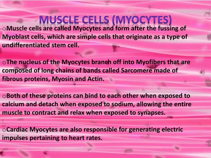 PPT - The Muscular System PowerPoint Presentation - ID:1999919