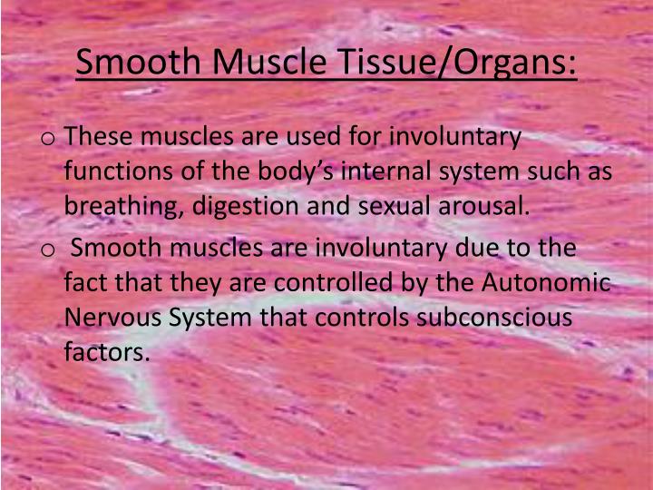 PPT - The Muscular System PowerPoint Presentation - ID:1999919