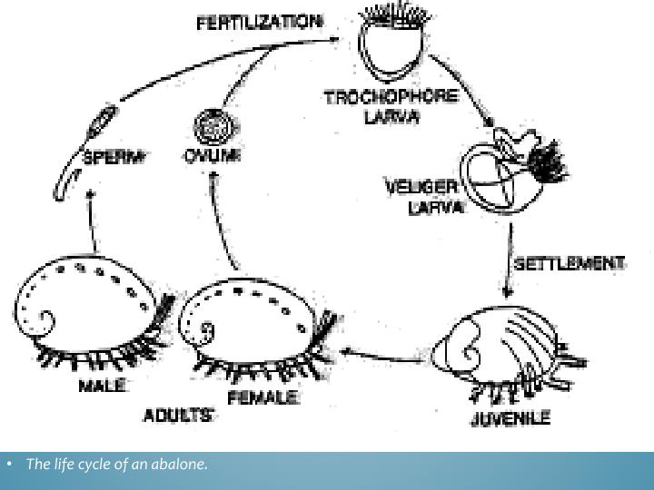PPT - Abalone PowerPoint Presentation - ID:2000005