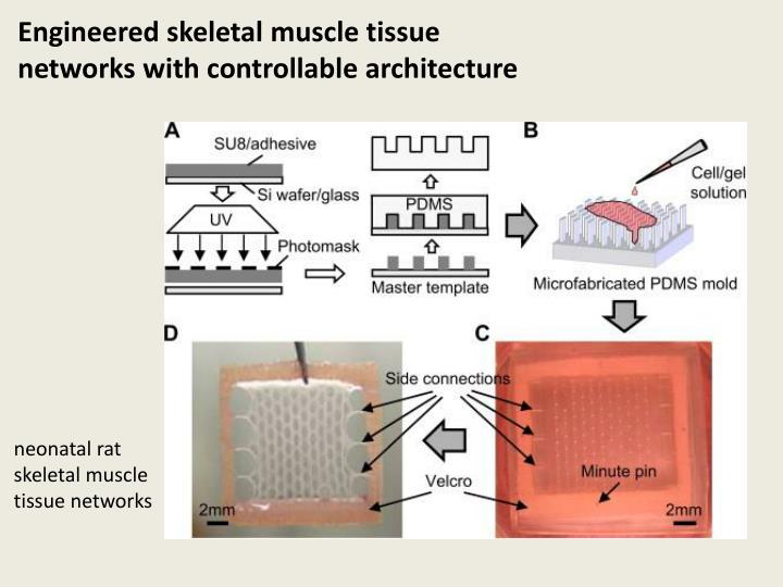PPT - Skeletal Muscle Tissue Engineering PowerPoint Presentation - ID ...