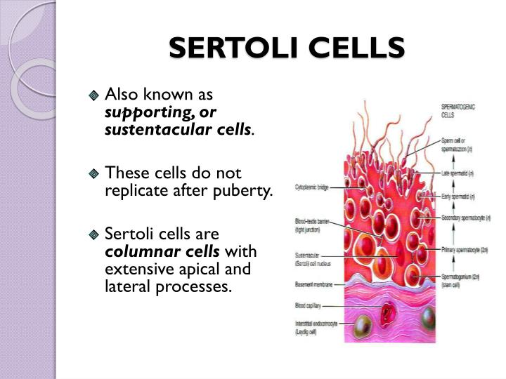 PPT - MALE REPRODUCTIVE SYSTEM PowerPoint Presentation - ID:2000162