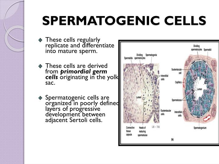 PPT - MALE REPRODUCTIVE SYSTEM PowerPoint Presentation - ID:2000162