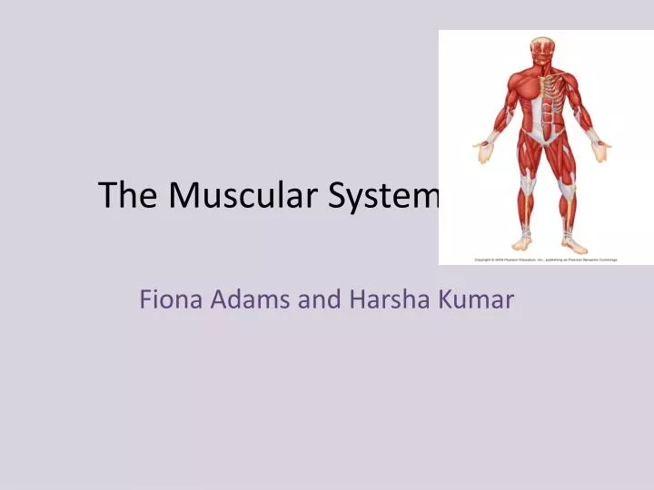 PPT - The Muscular System PowerPoint Presentation, free download - ID ...