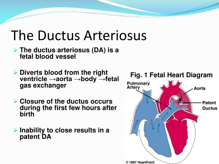 PPT - Hypoxic Effects in Contraction of the Ductus Arteriosus in the ...