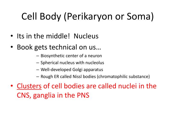 PPT - This week: Monday and Tuesday – Nervous System Overview ...
