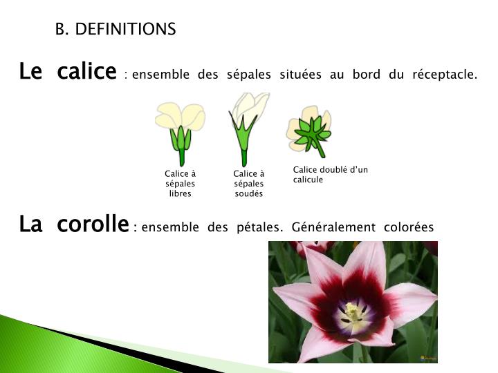 PPT - LA FLEUR PowerPoint Presentation - ID:2000515