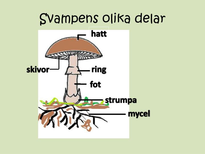 PPT - Svampar PowerPoint Presentation - ID:2000528