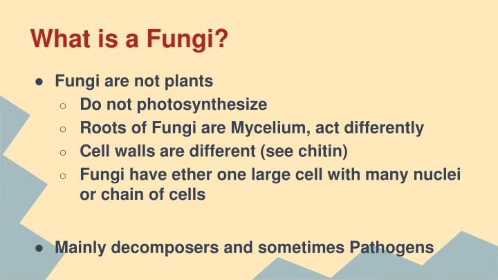 PPT - Fungi PowerPoint Presentation - ID:2000541