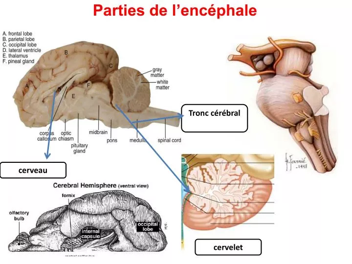 PPT - Parties de l’encéphale PowerPoint Presentation - ID:2000596