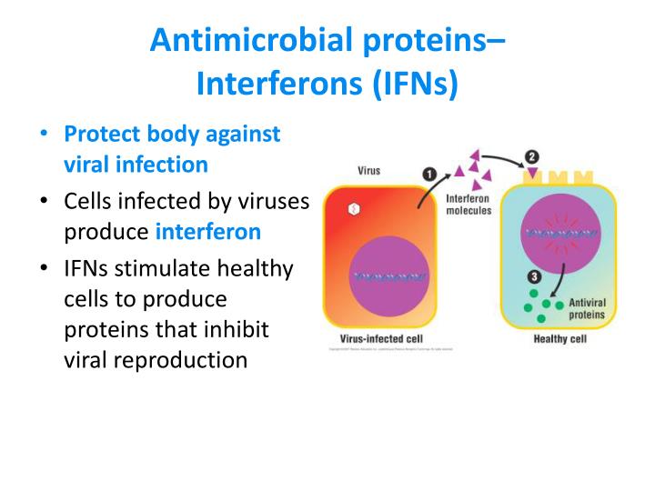 PPT - The Immune System PowerPoint Presentation - ID:2000651