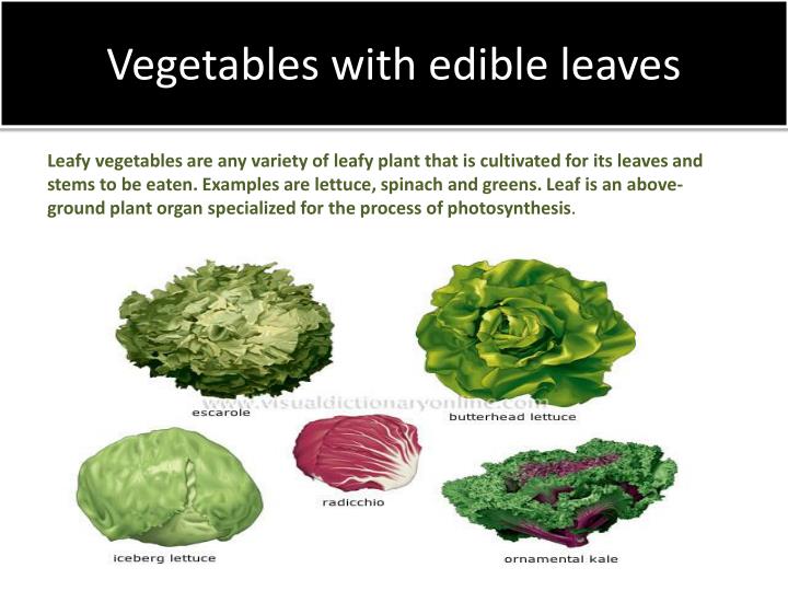 PPT - Roots, Stems, Leaves, Flowers, and Seeds. Mrs. Chandrashekhar ...
