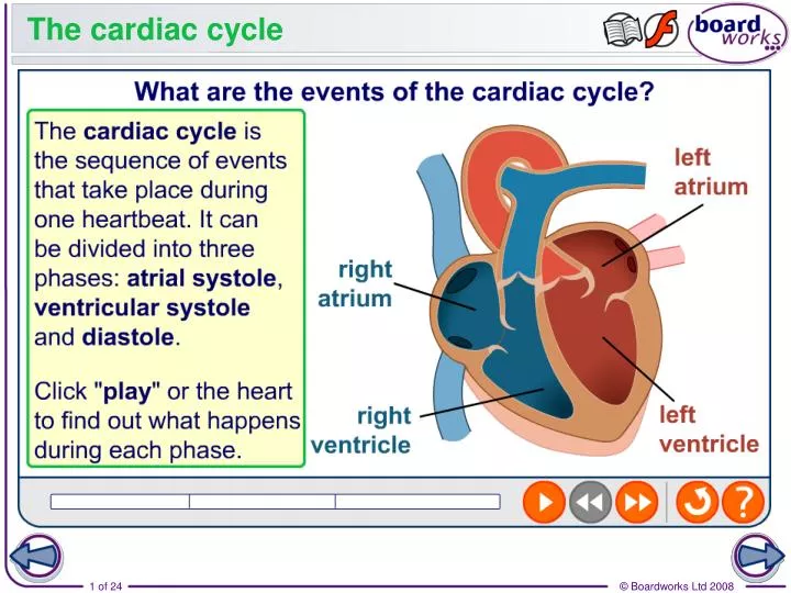 PPT The Cardiac Cycle PowerPoint Presentation Free Download ID 2000734