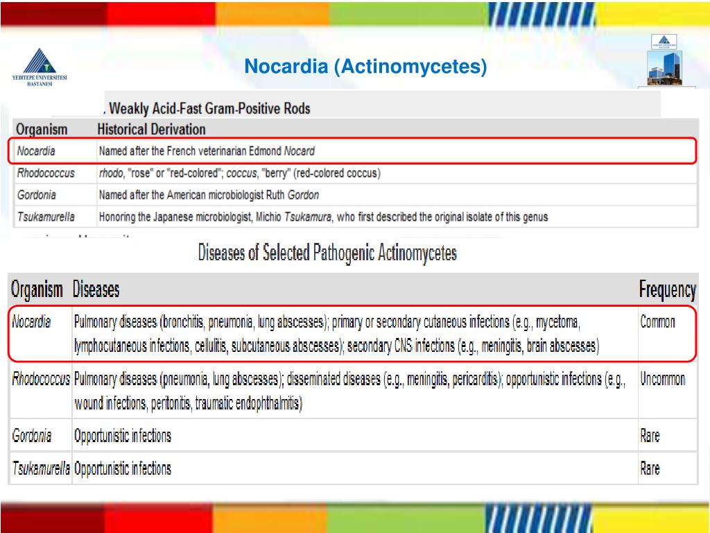 PPT - Nocardia (Aerobic Actinomycetes) PowerPoint Presentation, free ...