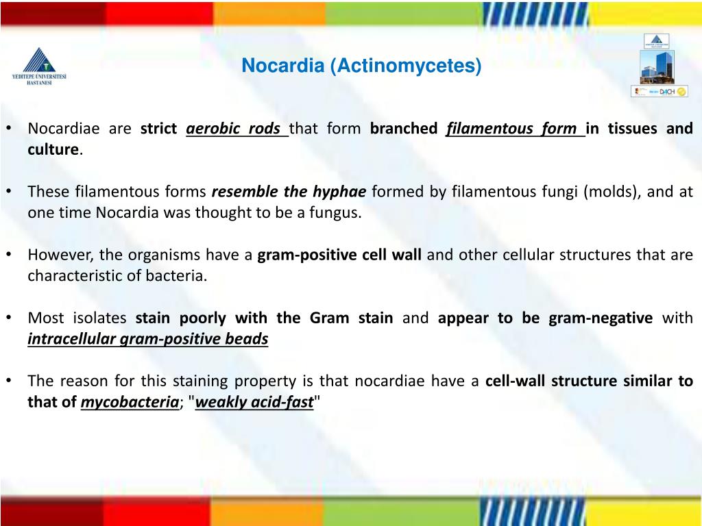 PPT - Nocardia (Aerobic Actinomycetes) PowerPoint Presentation, free ...