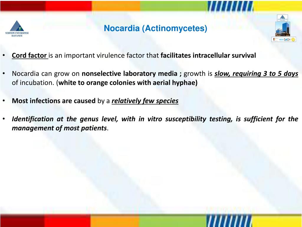 PPT - Nocardia (Aerobic Actinomycetes) PowerPoint Presentation, free ...