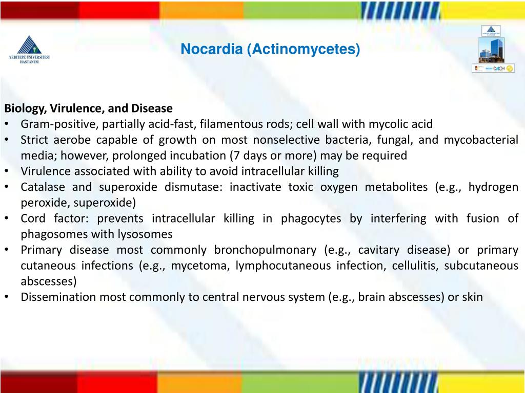 PPT - Nocardia (Aerobic Actinomycetes) PowerPoint Presentation, free ...