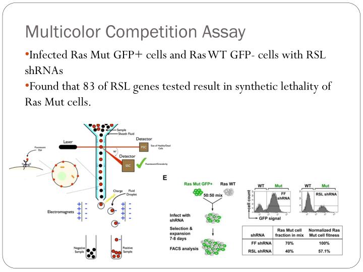 PPT - A Genome-wide RNAi Screen Identifies Multiple Synthetic Lethal ...