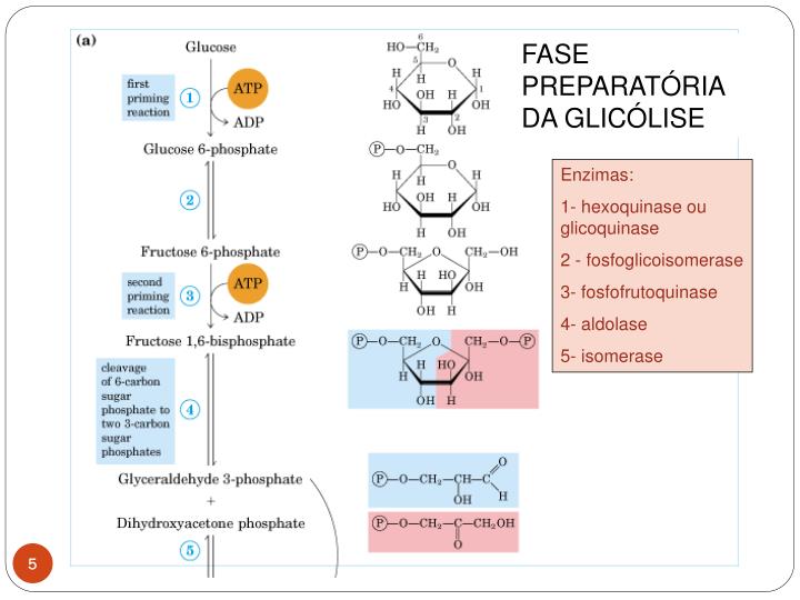 PPT - Glicólise PowerPoint Presentation - ID:2001171