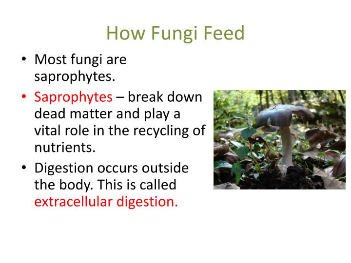 PPT - Section 5.3 : Kingdom Fungi pgs. 152-158 PowerPoint Presentation ...