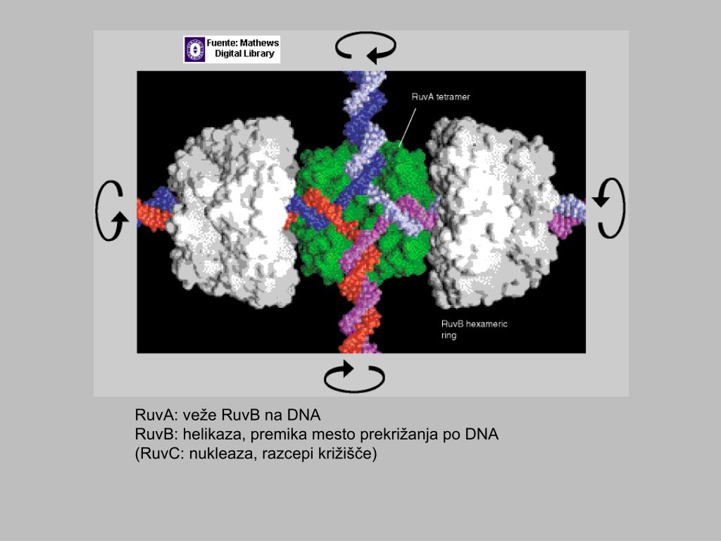 PPT - Rekombinacija in popravljanje DNA PowerPoint Presentation, free ...