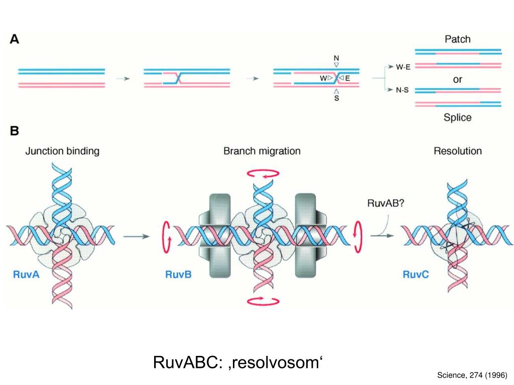 PPT - Rekombinacija in popravljanje DNA PowerPoint Presentation, free ...
