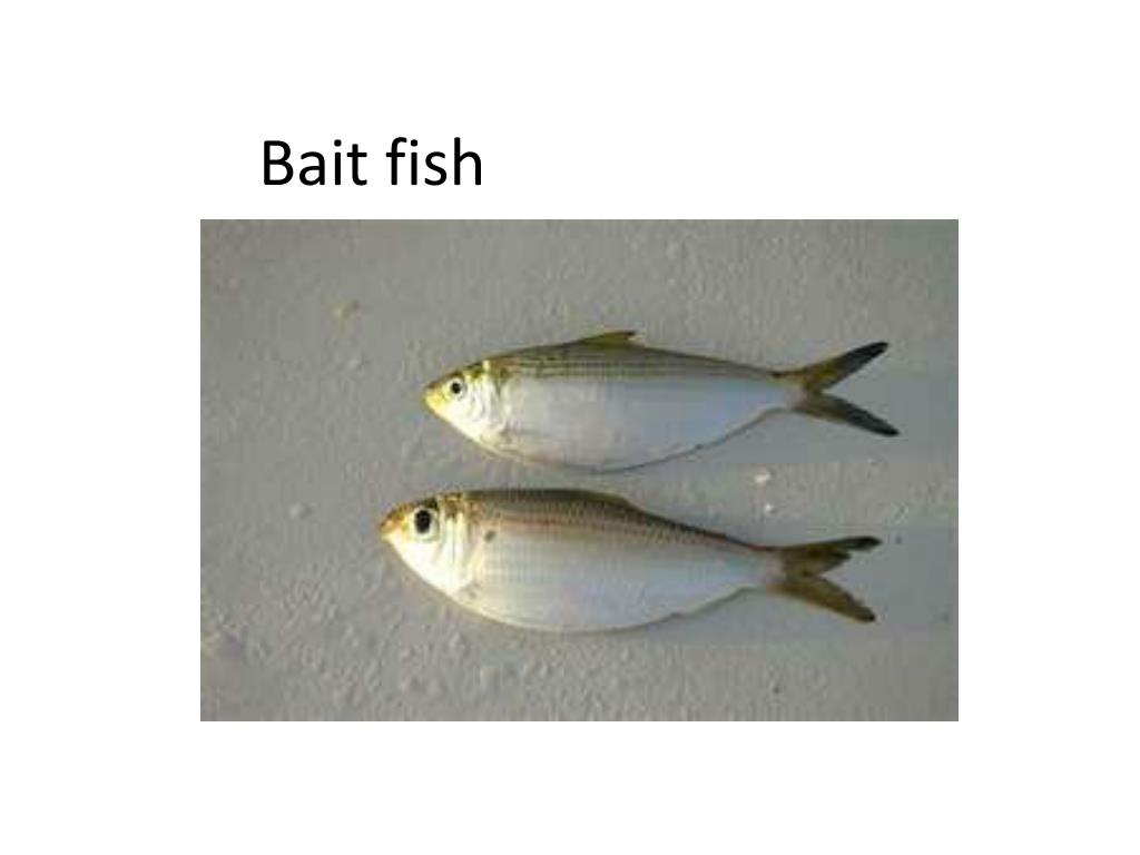 PPT - Aquacultural Fish Species Quiz 1 - Majors PowerPoint Presentation ...