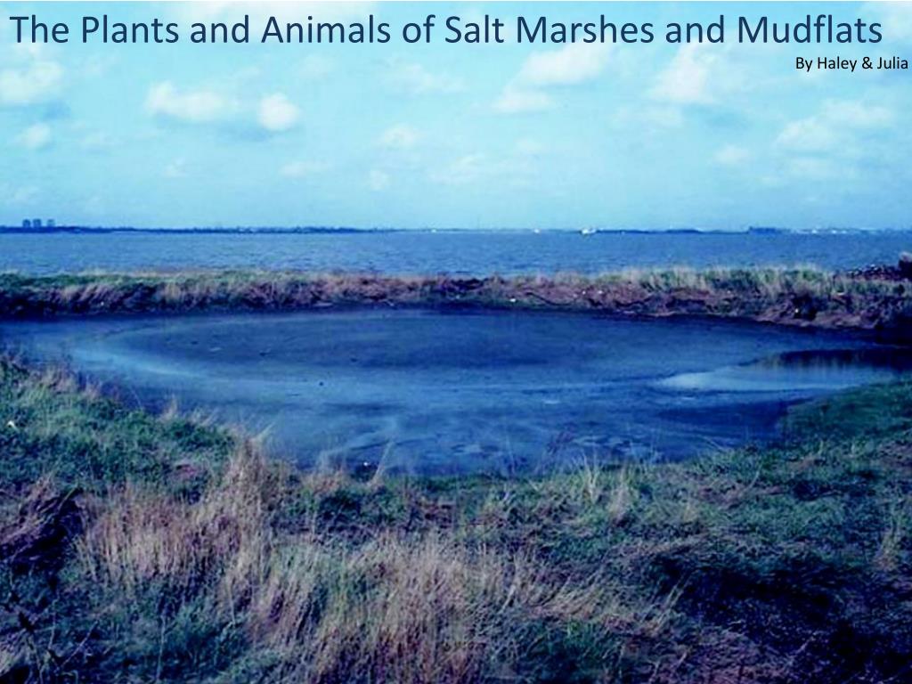 PPT - The Plants and Animals of Salt Marshes and Mudflats PowerPoint ...