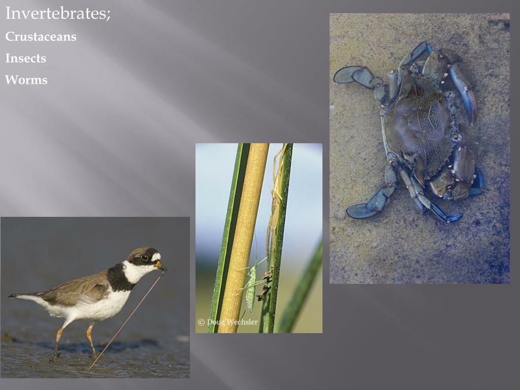 PPT - The Plants and Animals of Salt Marshes and Mudflats PowerPoint ...