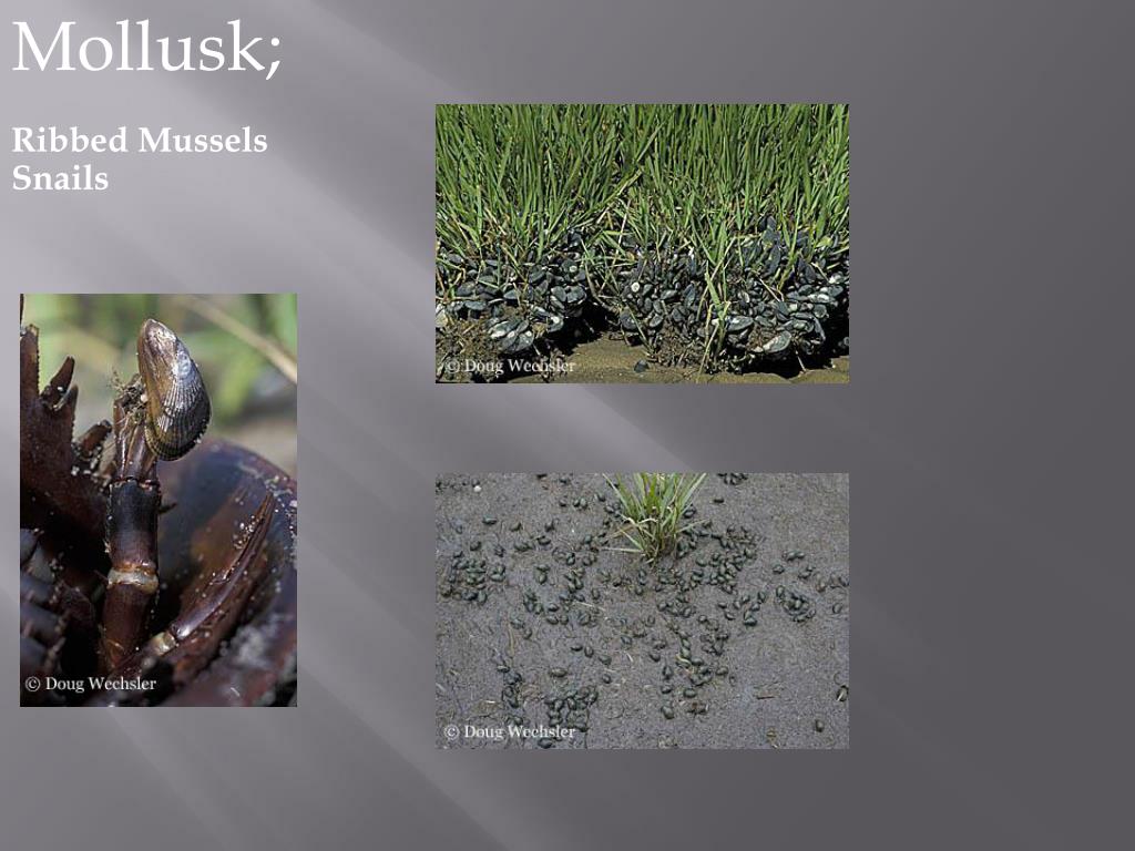 PPT - The Plants and Animals of Salt Marshes and Mudflats PowerPoint ...