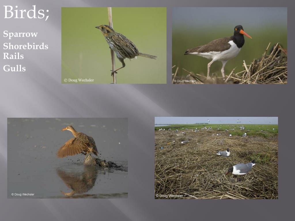 PPT - The Plants and Animals of Salt Marshes and Mudflats PowerPoint ...