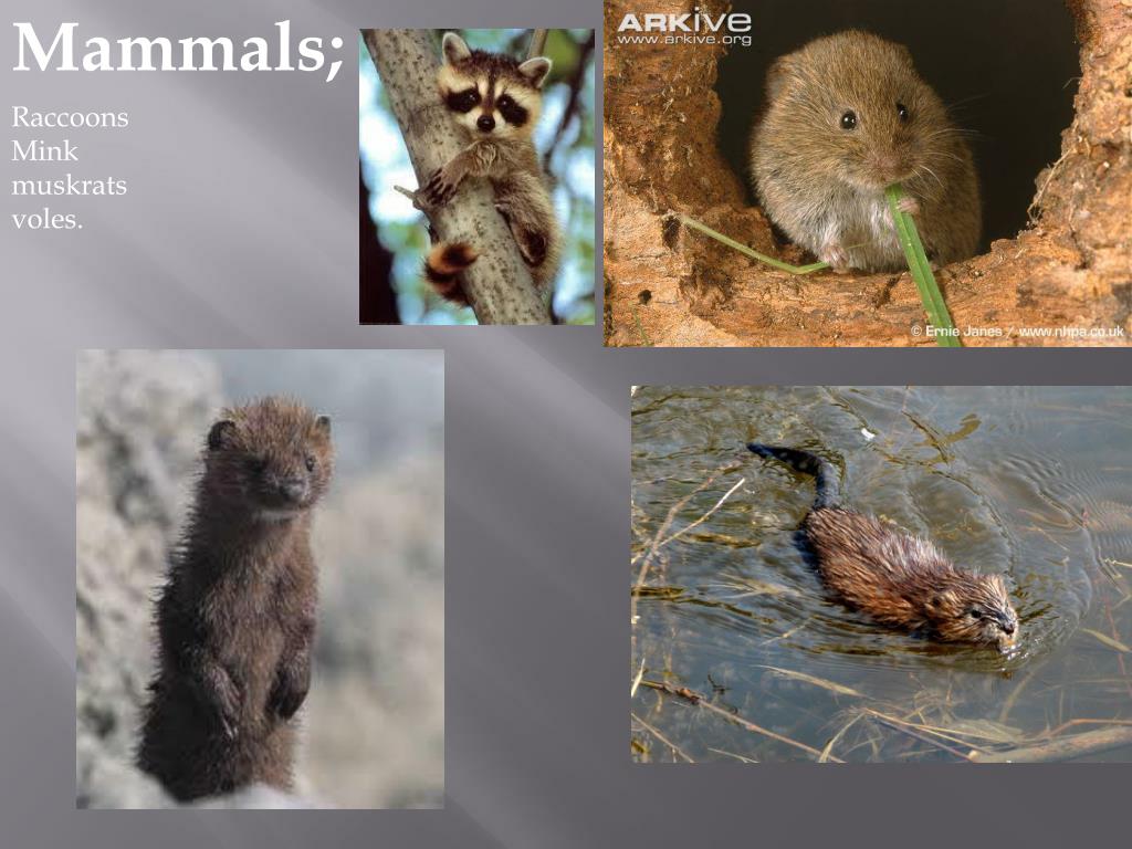 PPT - The Plants and Animals of Salt Marshes and Mudflats PowerPoint ...