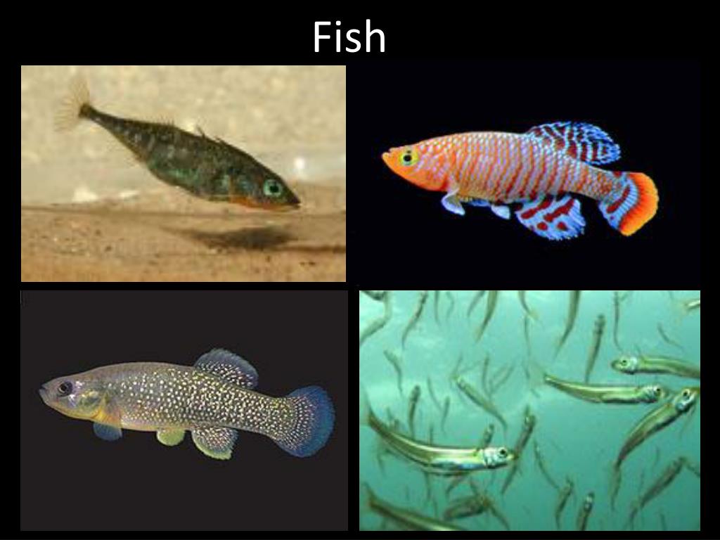 PPT - The Plants and Animals of Salt Marshes and Mudflats PowerPoint ...