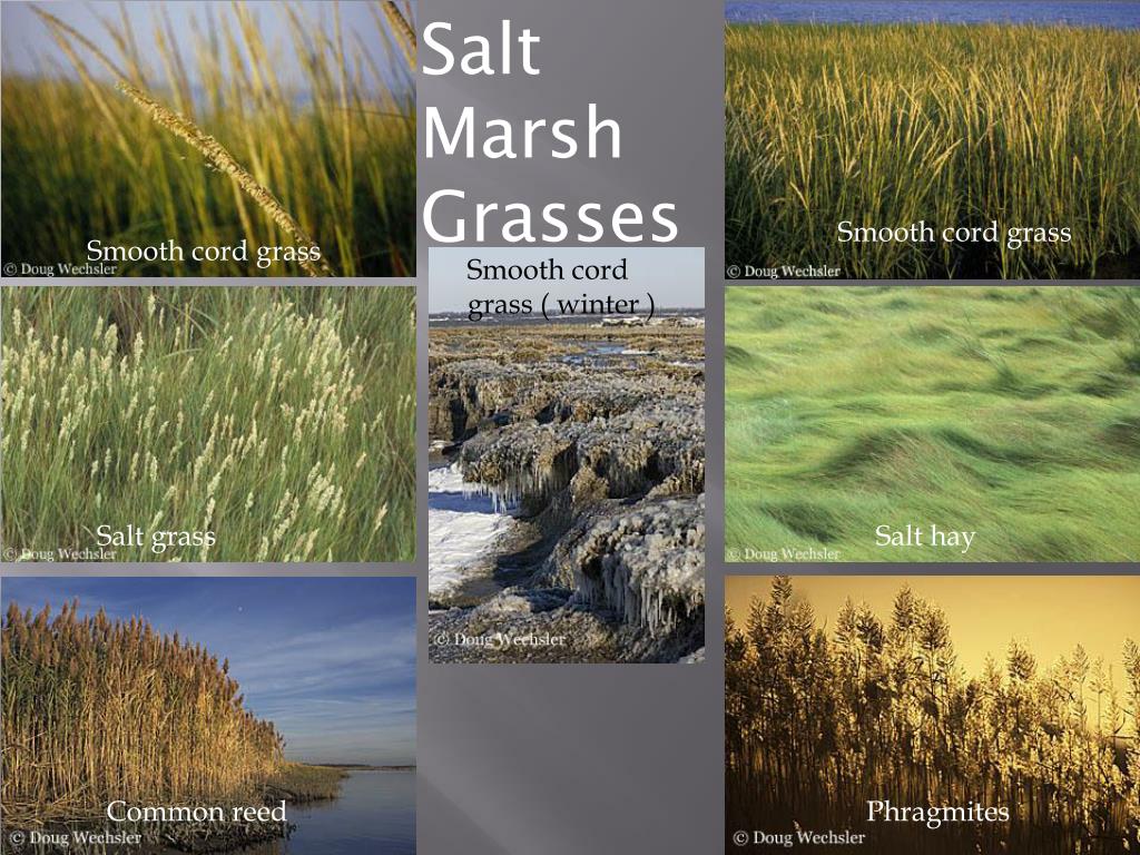 PPT - The Plants and Animals of Salt Marshes and Mudflats PowerPoint ...