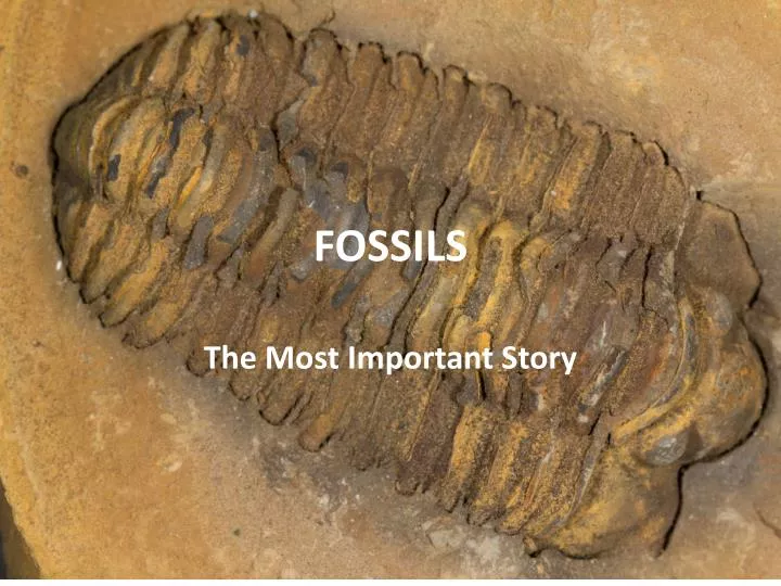 PPT - FOSSILS PowerPoint Presentation, free download - ID:2001974