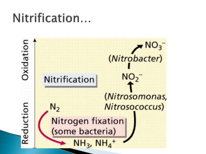 PPT - Nitrogen Cycle PowerPoint Presentation - ID:2002080