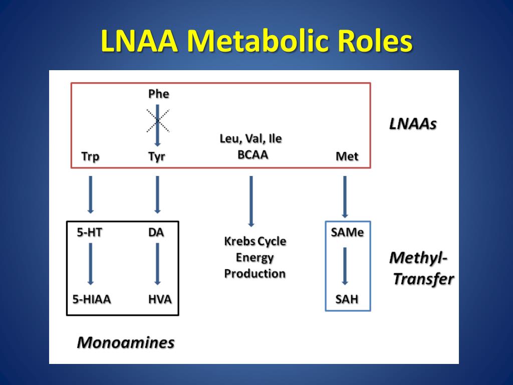 PPT - Non-Physiological Amino Acid (NPAA) Therapy in Pah enu2 Mice ...