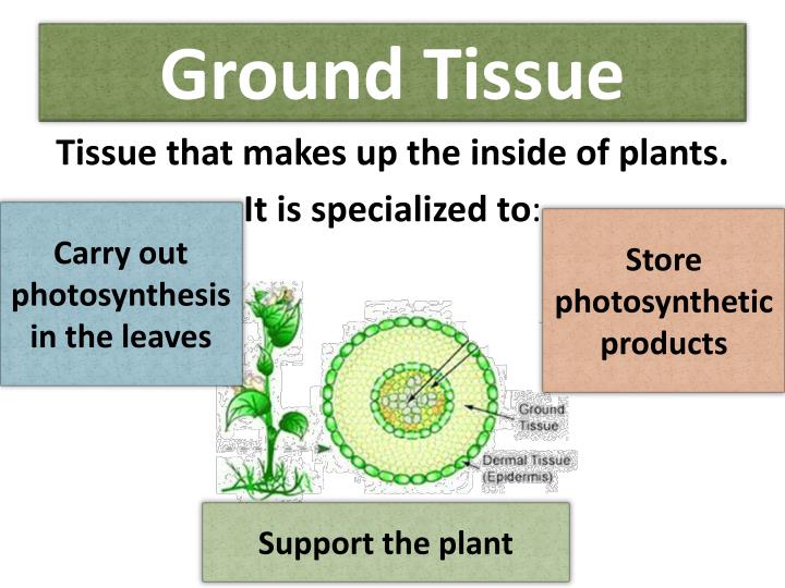 PPT - Plant Tissues, Structure and Function PowerPoint Presentation ...