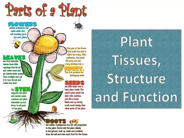 PPT - Plant Tissues, Structure and Function PowerPoint Presentation ... PPT - Plant Tissues, Structure and Function PowerPoint Presentation ...