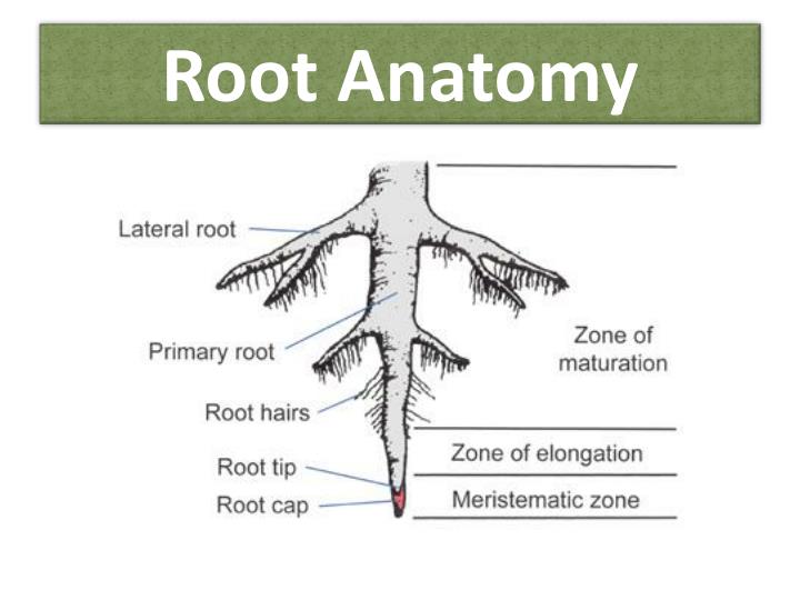 PPT - Plant Tissues, Structure and Function PowerPoint Presentation ...