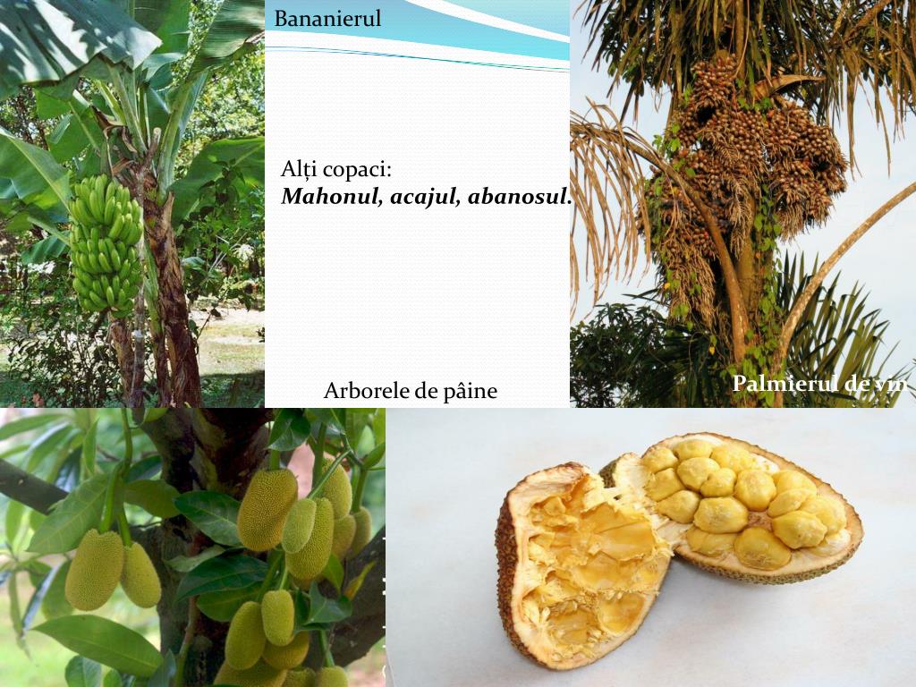 PPT - Domeniile de viață ale Terrei – Domeniul Terestru Zonele ...