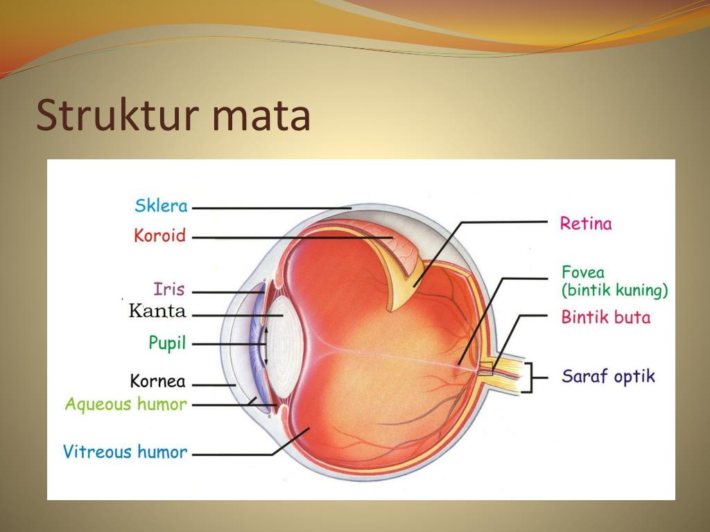 PPT - BAB 1 DUNIA MELALUI DERIA KITA PowerPoint Presentation, free ...