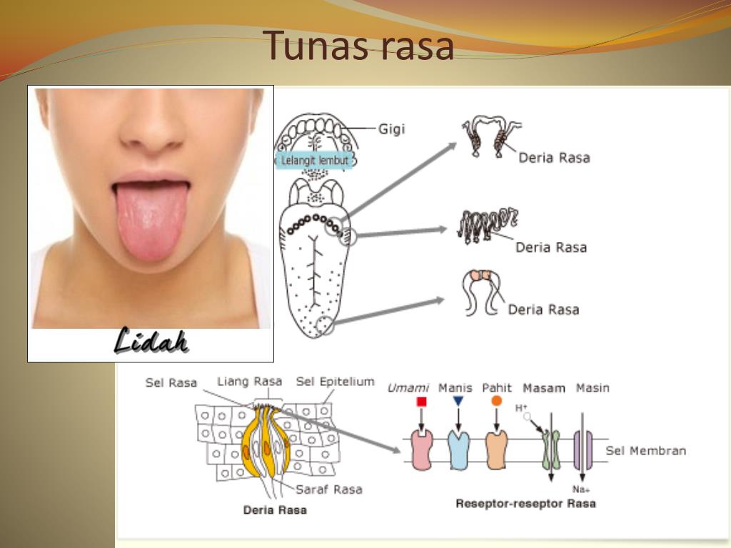 PPT - BAB 1 DUNIA MELALUI DERIA KITA PowerPoint Presentation, free ...