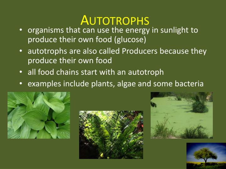 PPT - Ecology 101 PowerPoint Presentation - ID:2003136