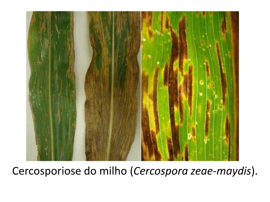 PPT - Principais Doenças da Cultura do Milho PowerPoint Presentation ...