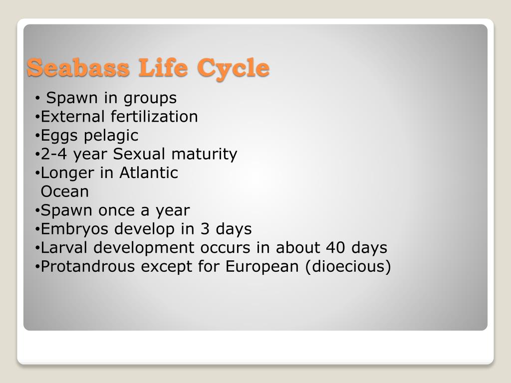 PPT - Sea Bass Aquaculture PowerPoint Presentation, free download - ID ...