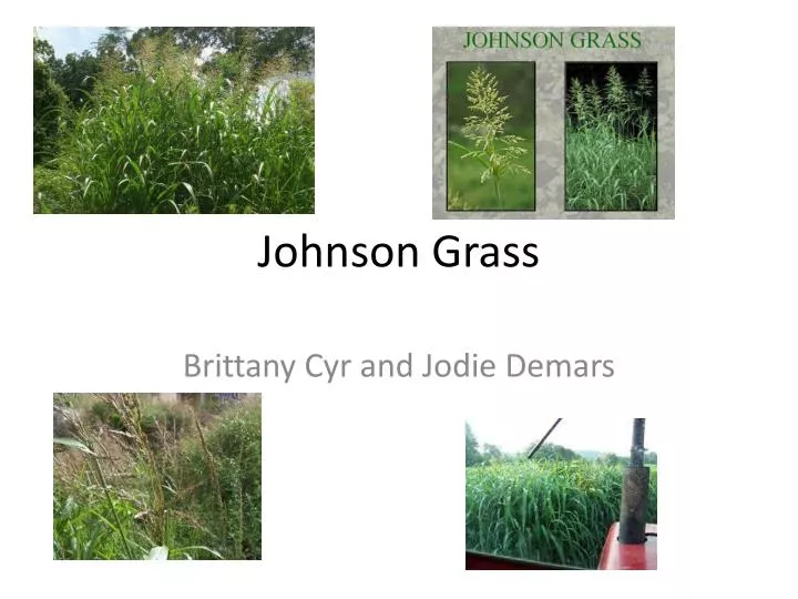 PPT - Johnson Grass PowerPoint Presentation, free download - ID:2004716