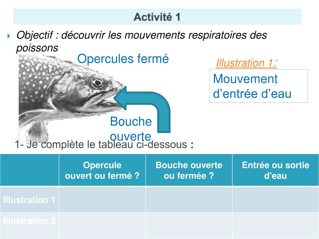 PPT - La respiration des poissons en milieu aquatique PowerPoint ...